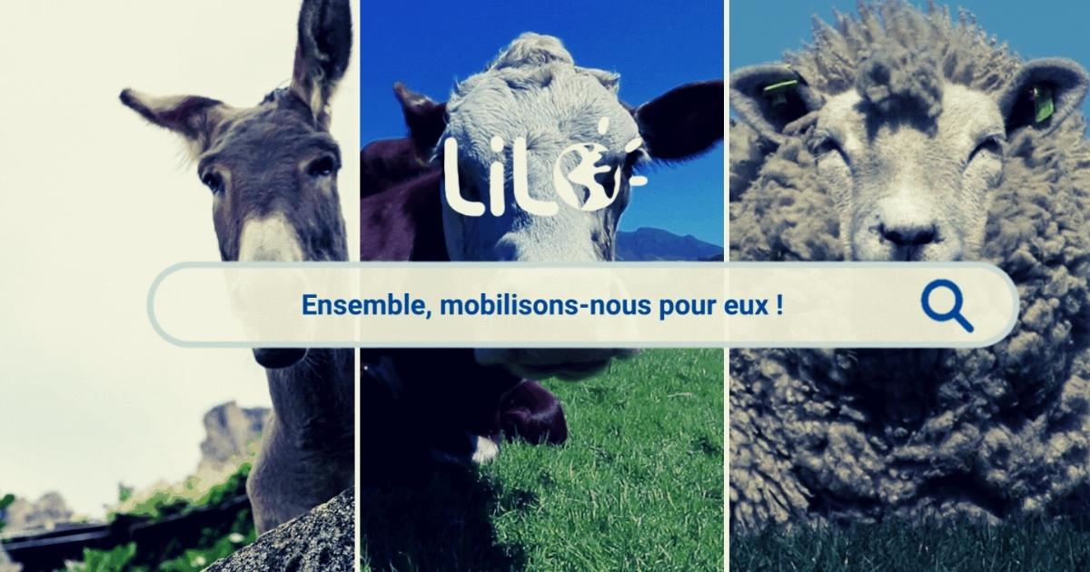 Comment booster gratuitement nos actions pour les animaux ? - OABA