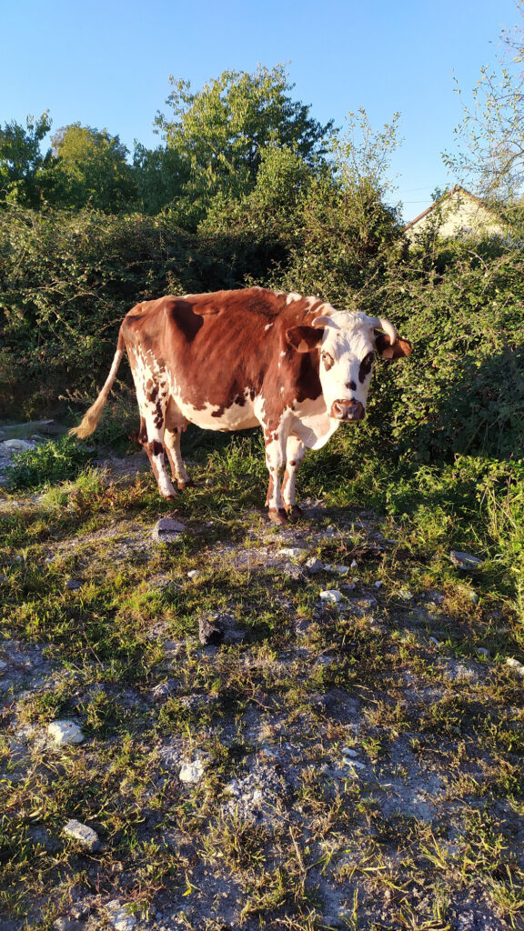 44 bovins pris en charge par l’OABA - OABA