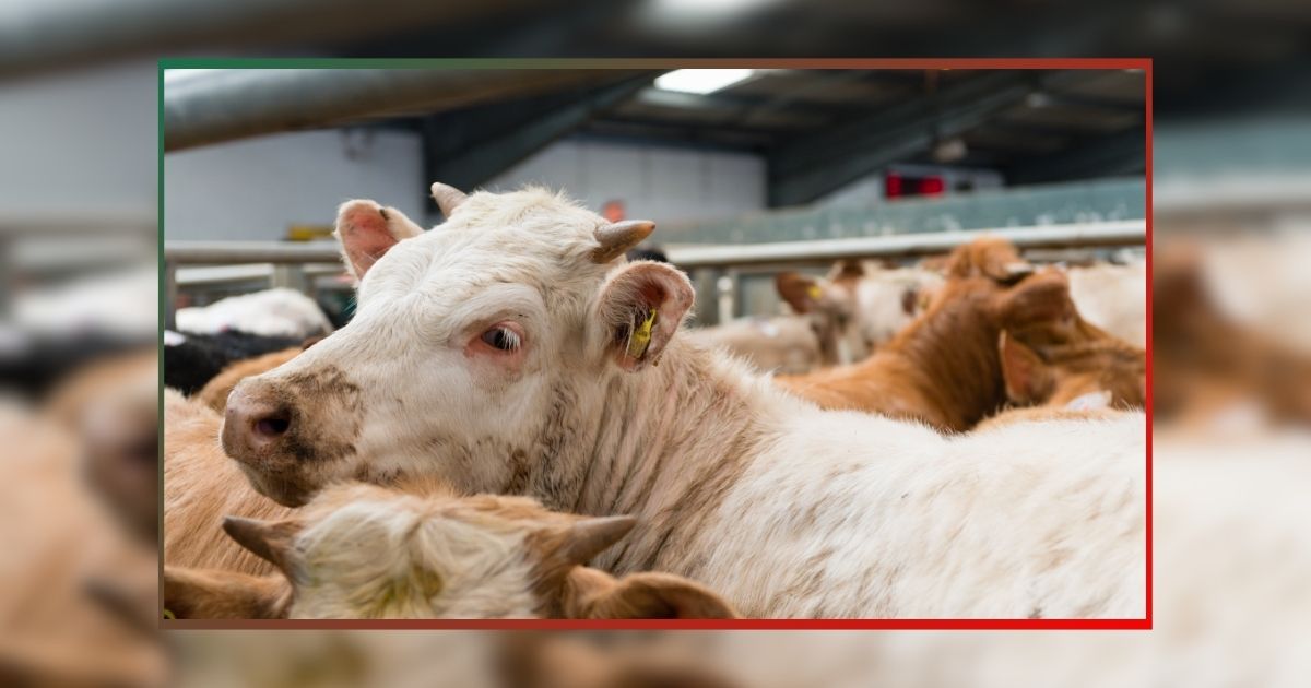 L’action de l’OABA auprès des abattoirs - OABA