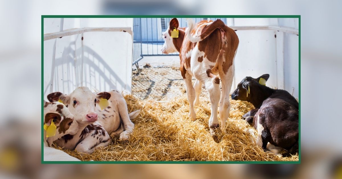 Bien-être des veaux laitiers : la filière et les ONG sont parvenues à un accord sur le logement ...