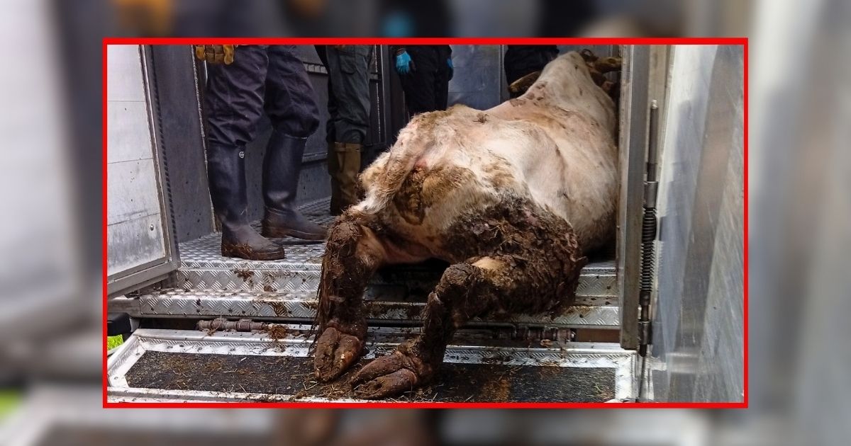 Des bovins retirés à temps… avant qu’ils ne meurent ? - OABA